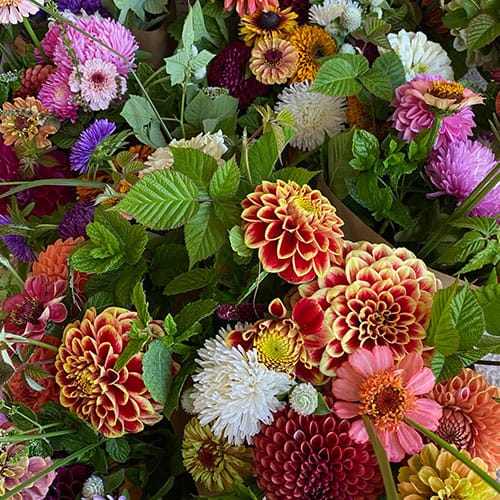 Shop • Amelia's Flower Farm