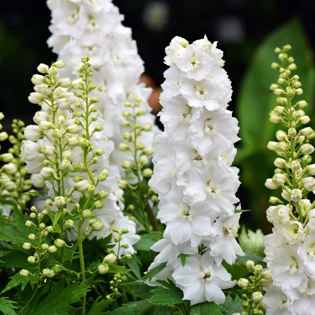 Delphinium Elatum Guardian White