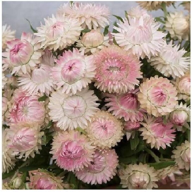 Shop • Amelia's Flower Farm