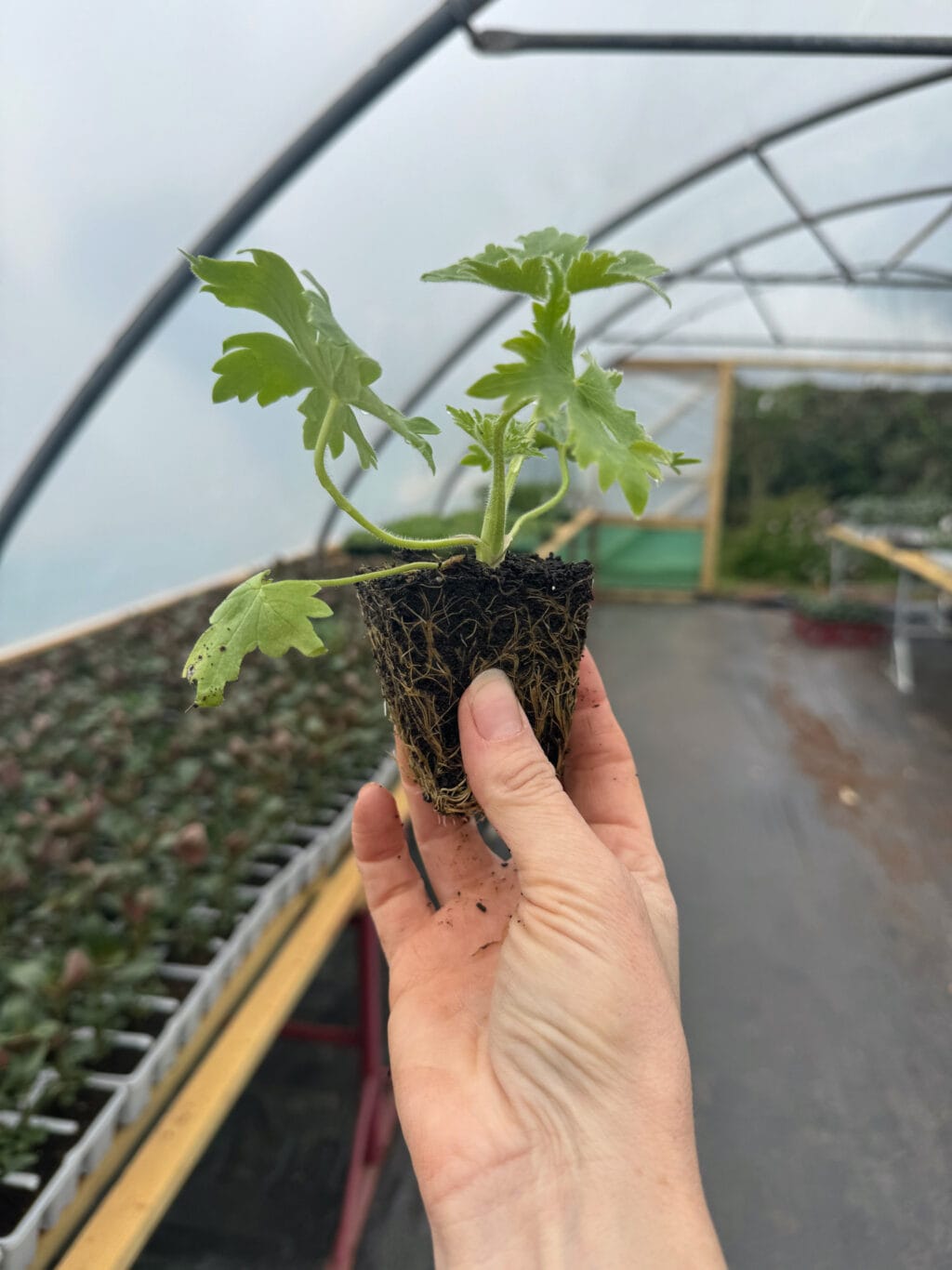 Delphinium Elatum Candle Light Blue Shades