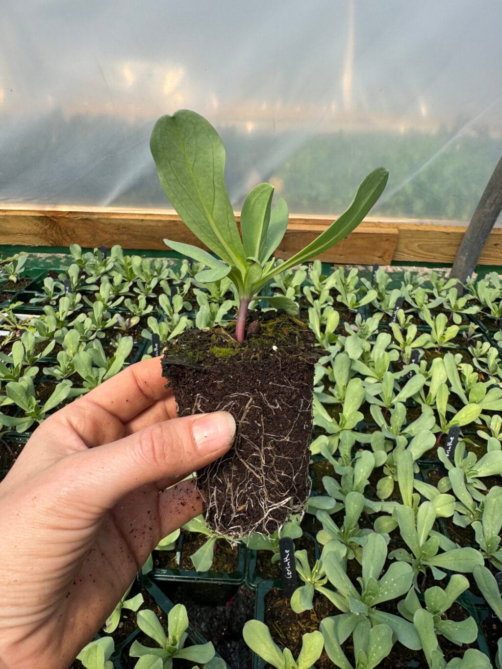 Hardy Annual Jumbo Plug Plants PRE ORDER for Autumn 2026 • Amelia's ...