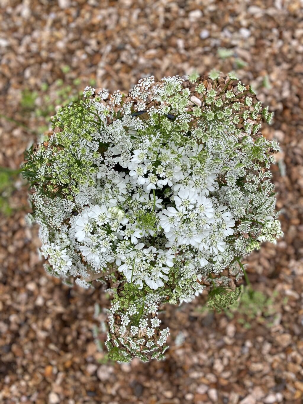 Ammi Majus Jumbo Plug Plants cut flower variety peat free