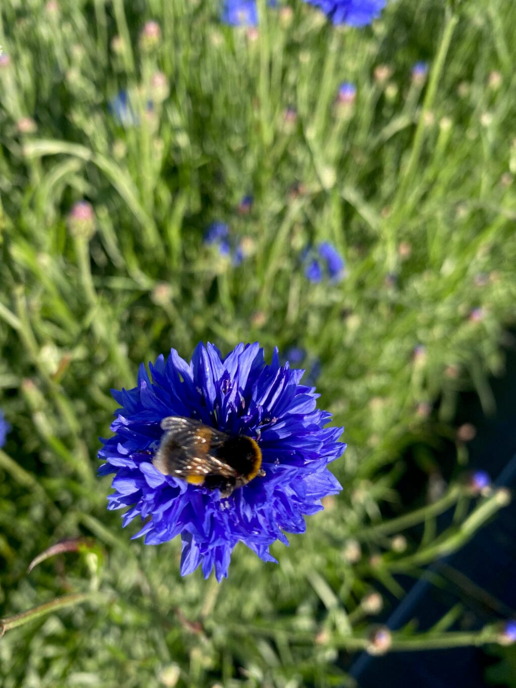 Cornflower Blue cutting variety extra large flowers
