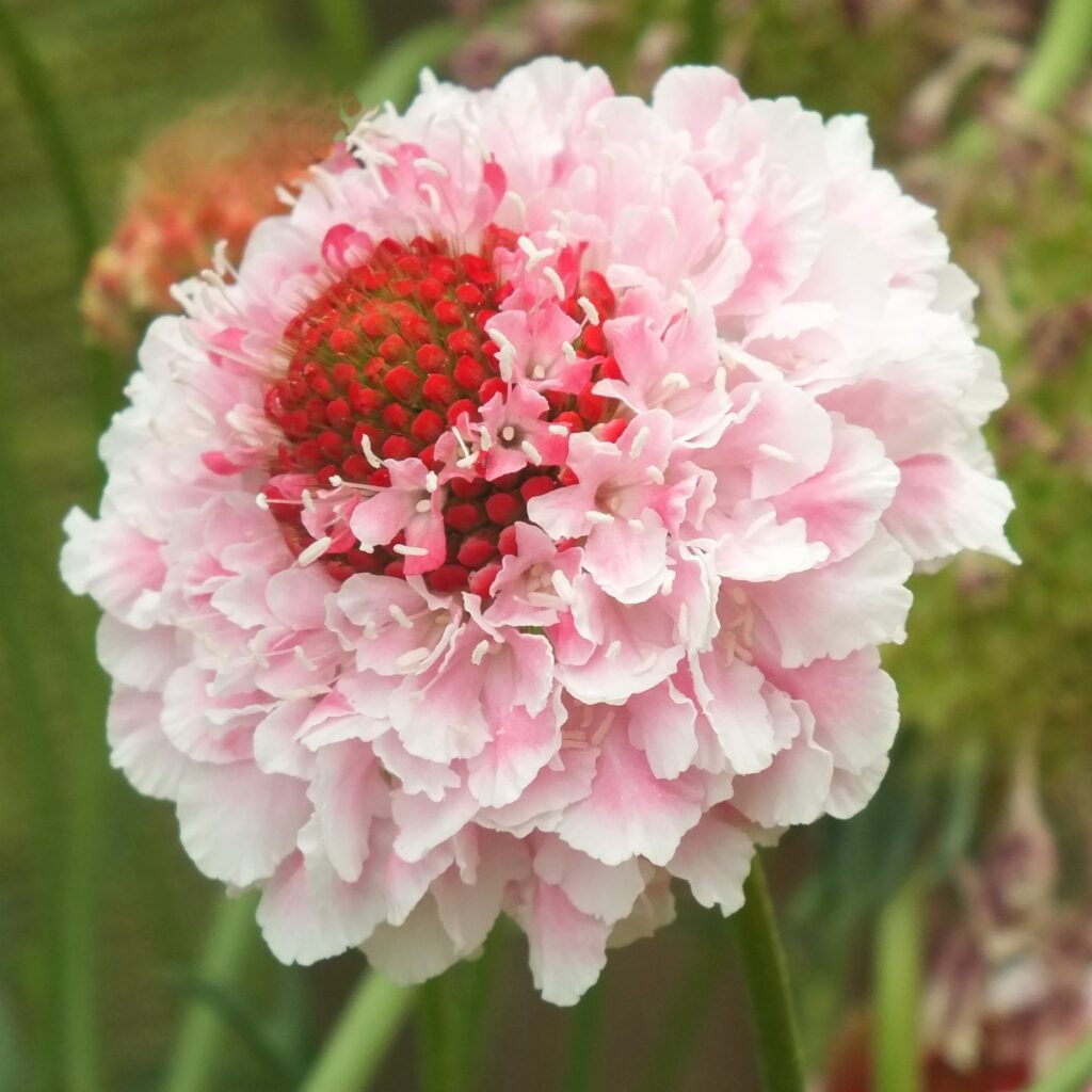 Shop • Amelia's Flower Farm