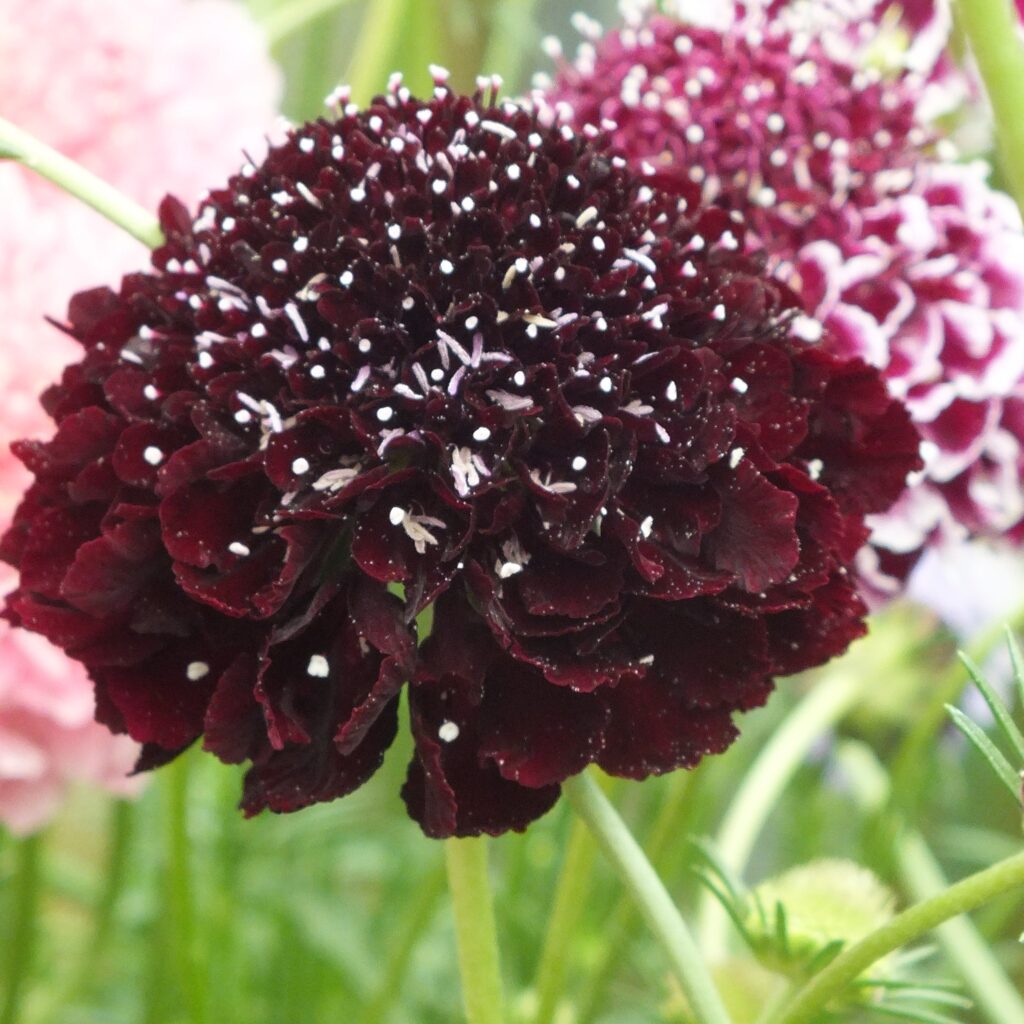 Scabious Scoop Blackberry