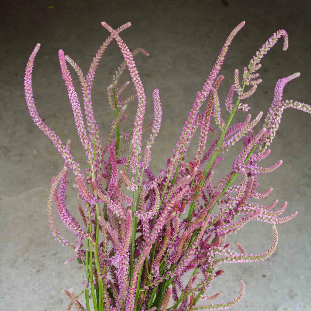 Shop • Amelia's Flower Farm